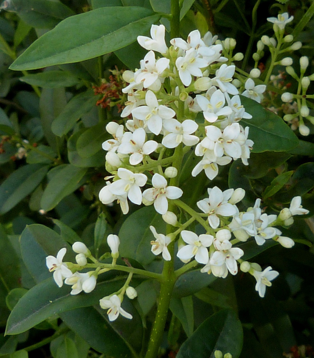 Wild Privet | NatureSpot