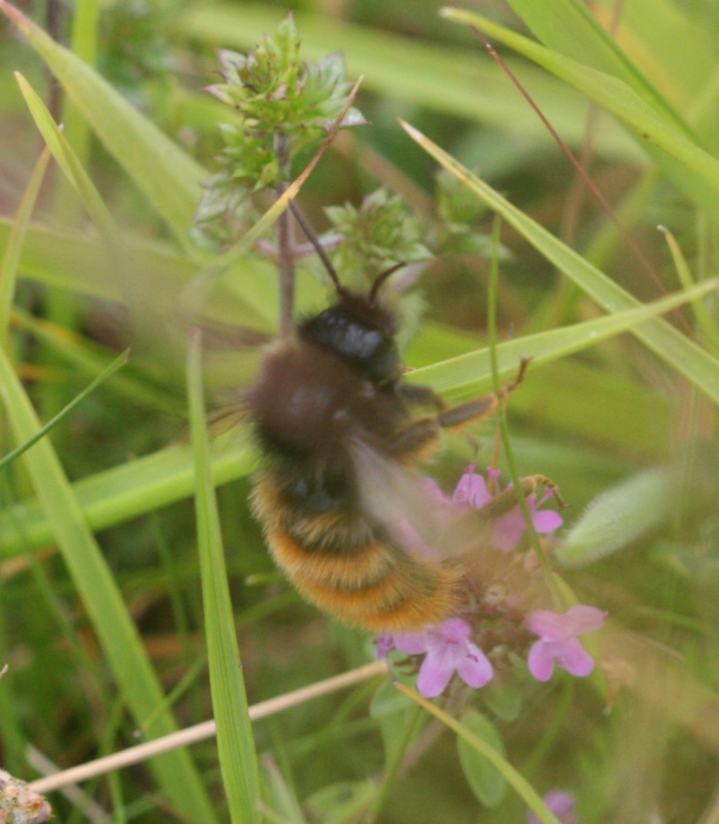 Hill Cuckoo Bee | NatureSpot