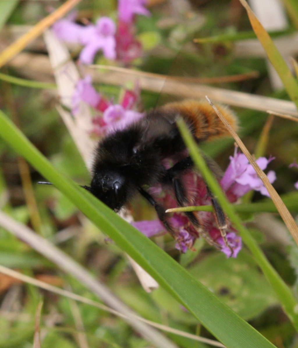 Hill Cuckoo Bee | NatureSpot