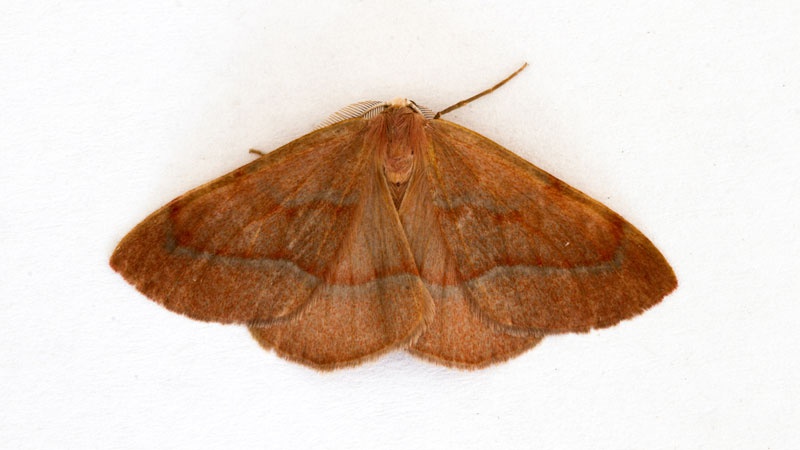 Barred Red | NatureSpot