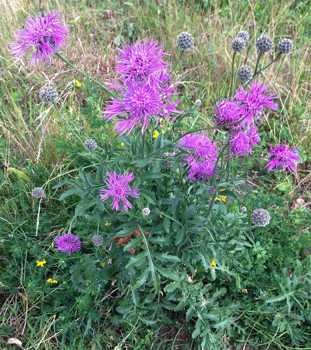 Greater Knapweed | NatureSpot