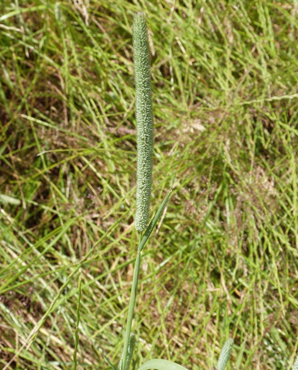 Timothy | NatureSpot