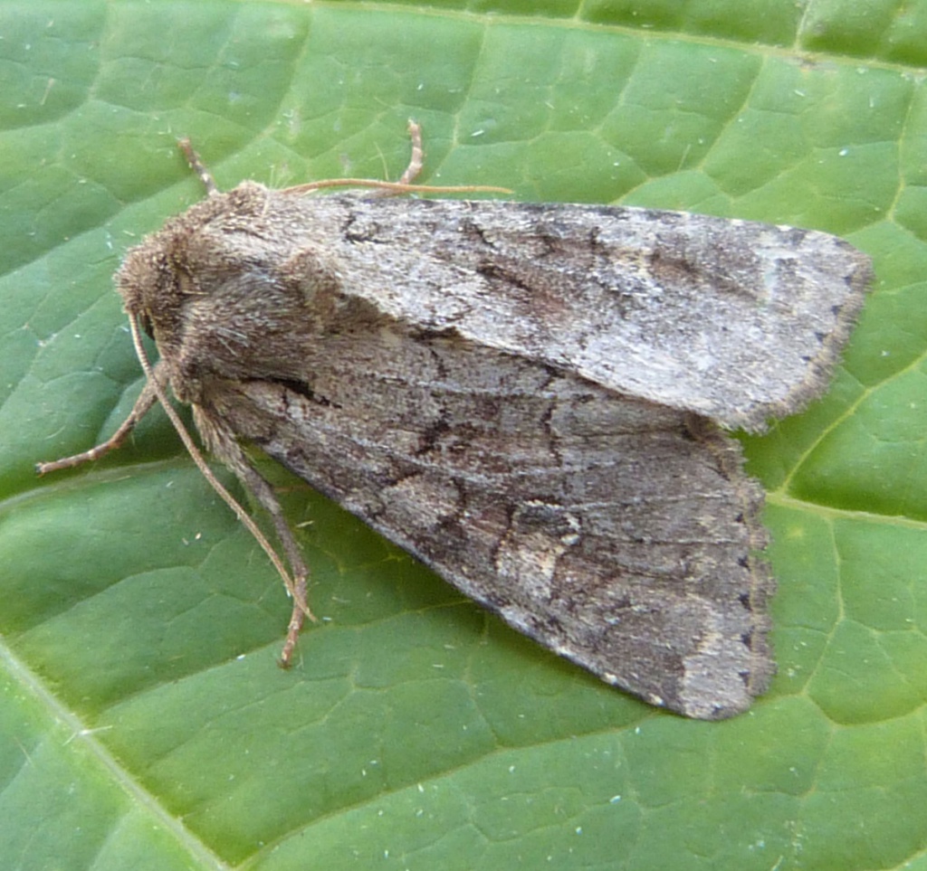 Rustic Shoulder-knot | NatureSpot