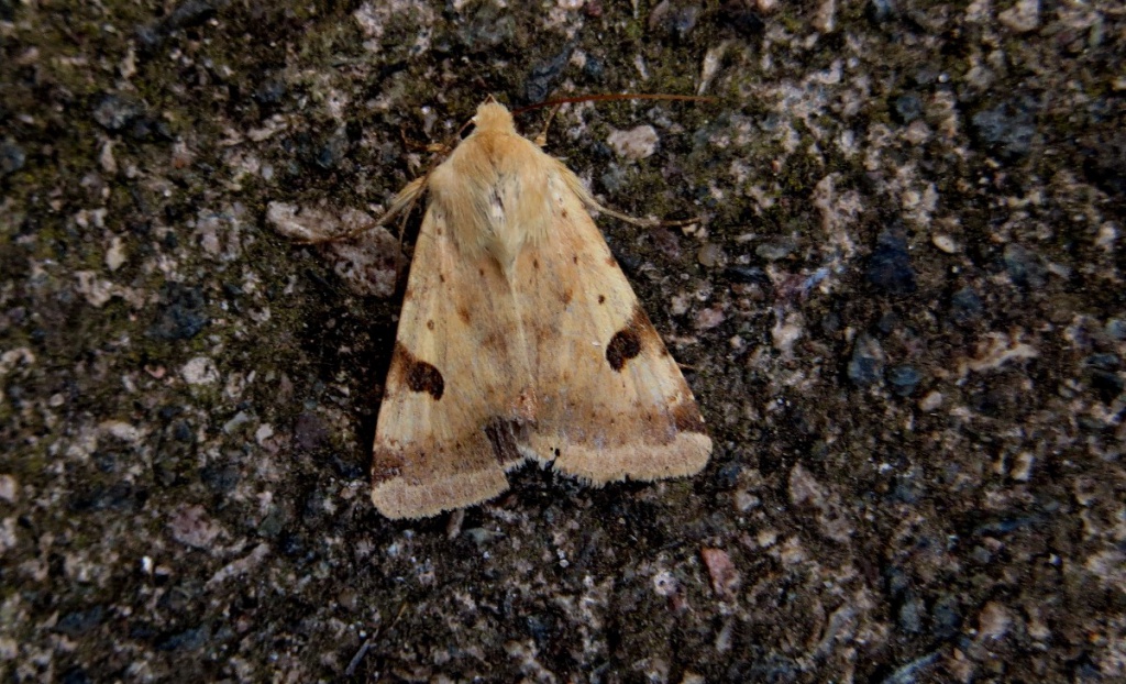 Bordered Straw | NatureSpot