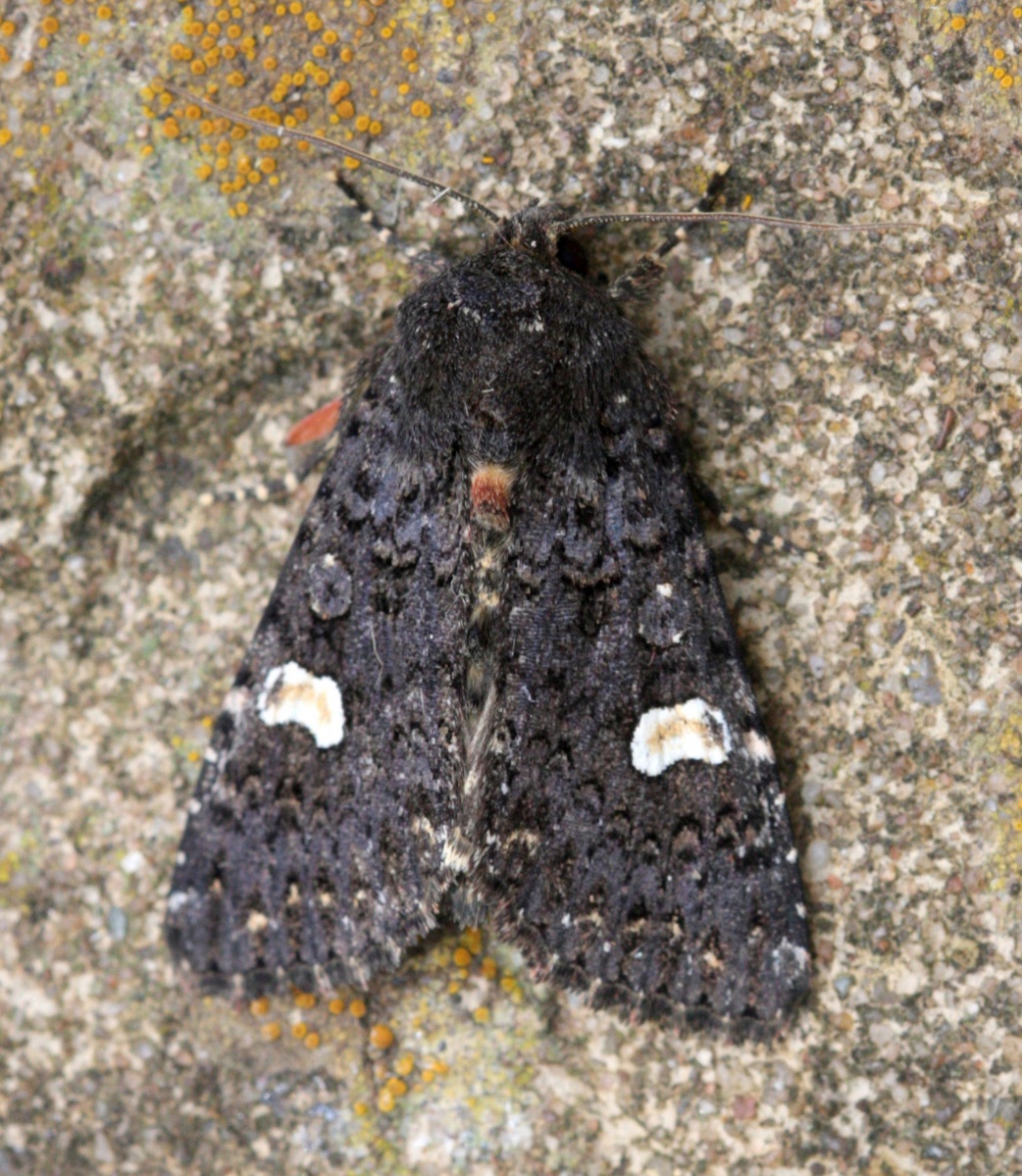Dot Moth | NatureSpot