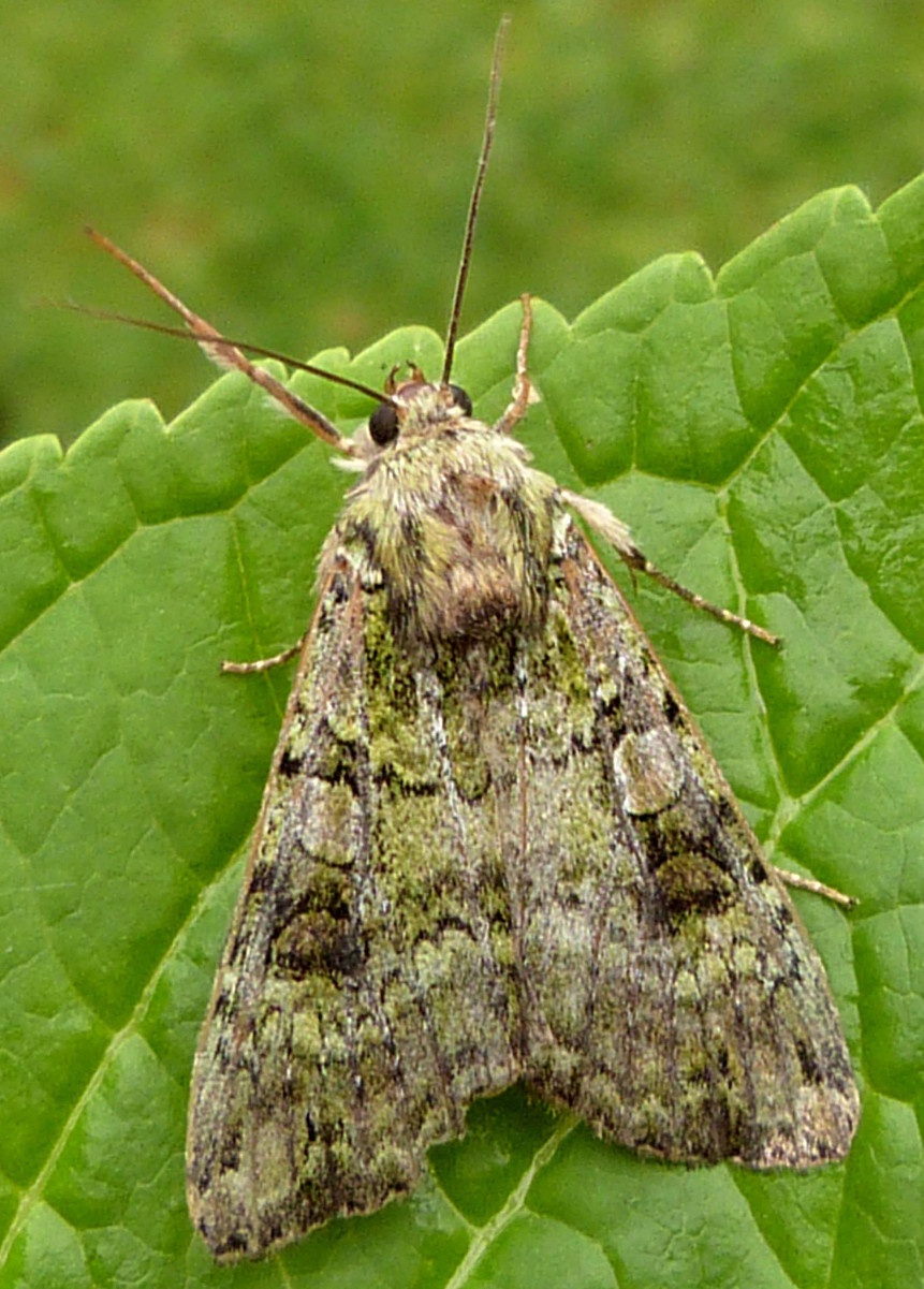 Green Arches | NatureSpot