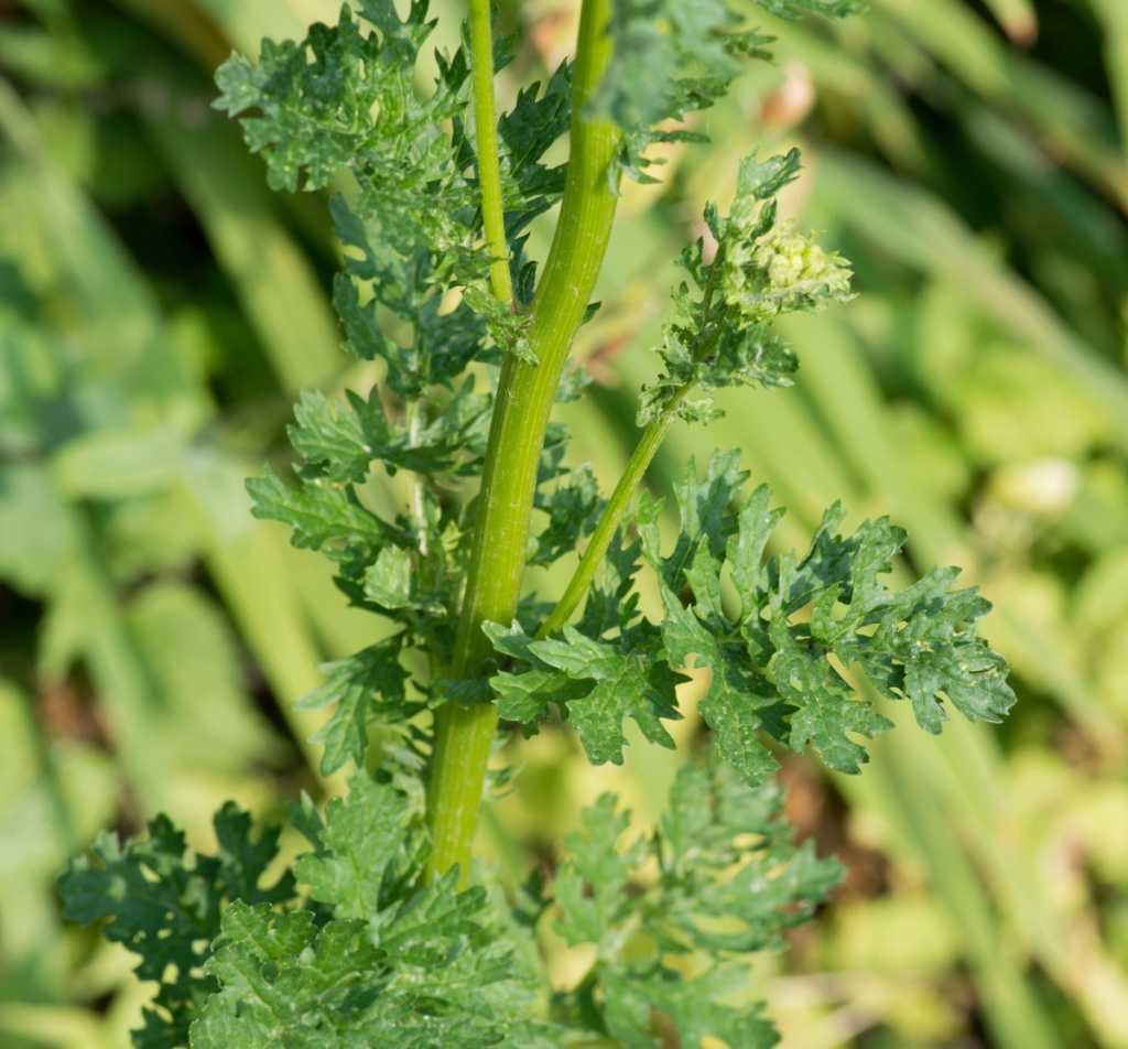 Common Ragwort | NatureSpot