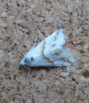 Small Marbled | NatureSpot