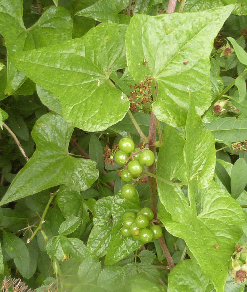 Black Bryony | NatureSpot