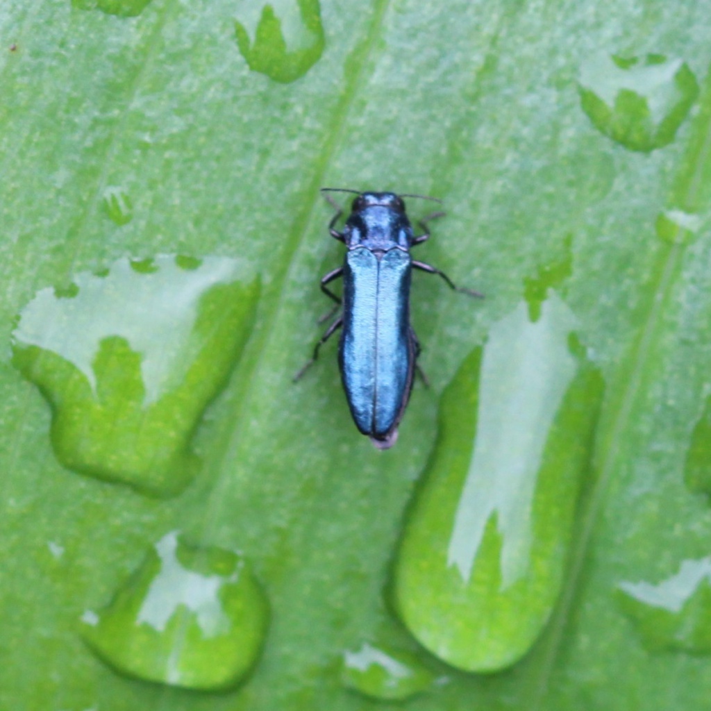 Agrilus cyanescens | NatureSpot