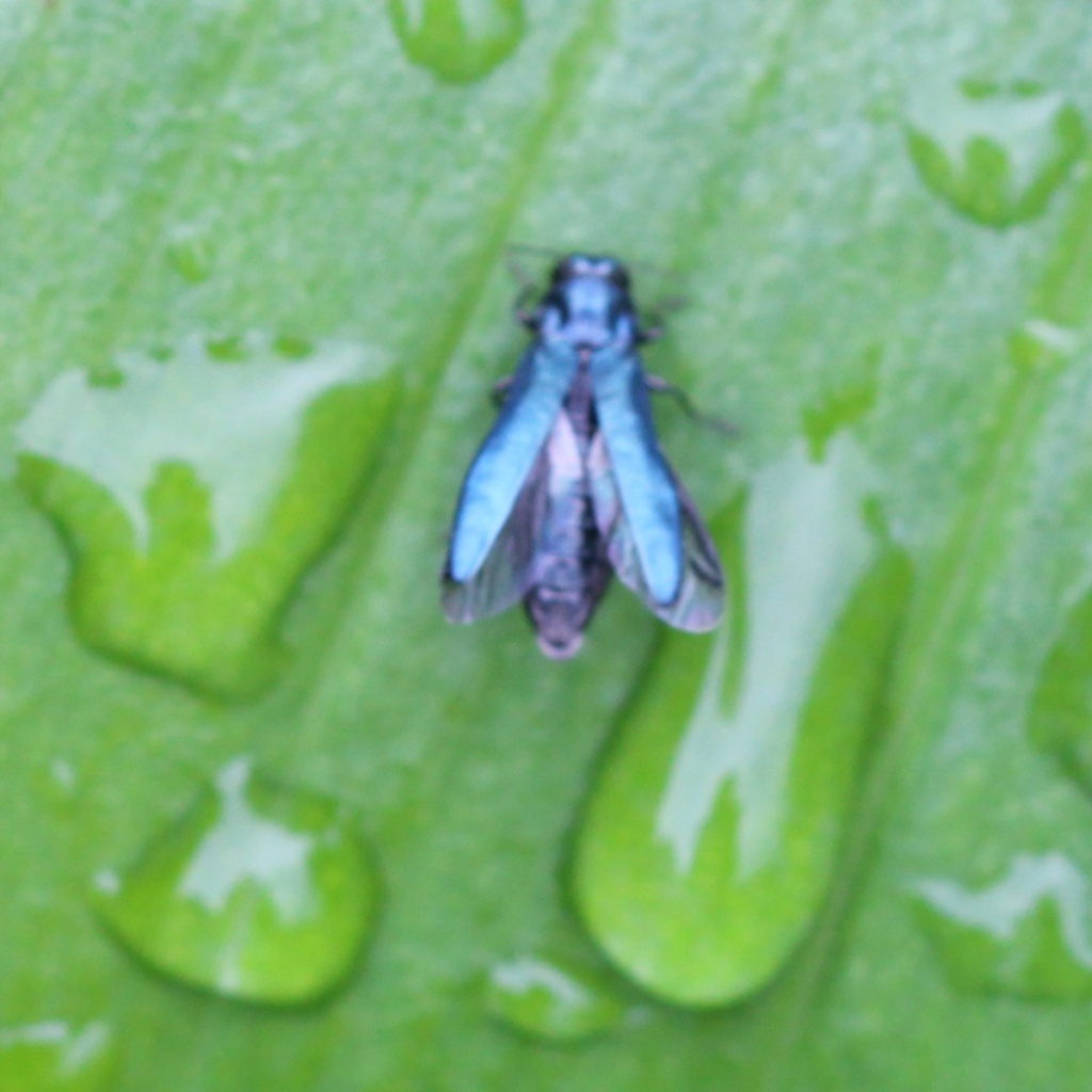 Agrilus cyanescens | NatureSpot