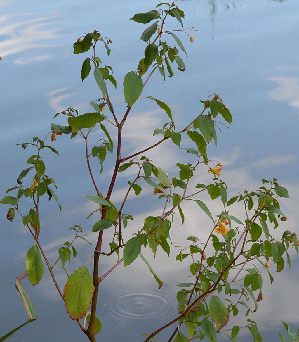 Orange Balsam | NatureSpot