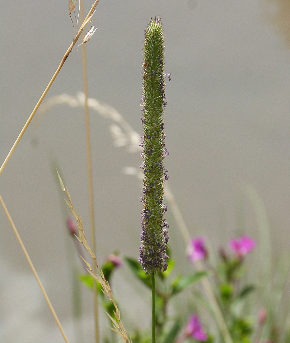 Timothy | NatureSpot