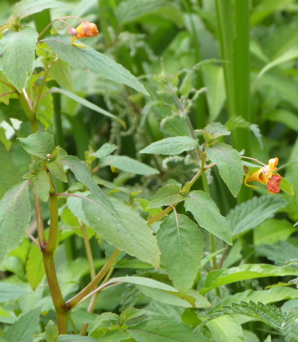 Orange Balsam | NatureSpot
