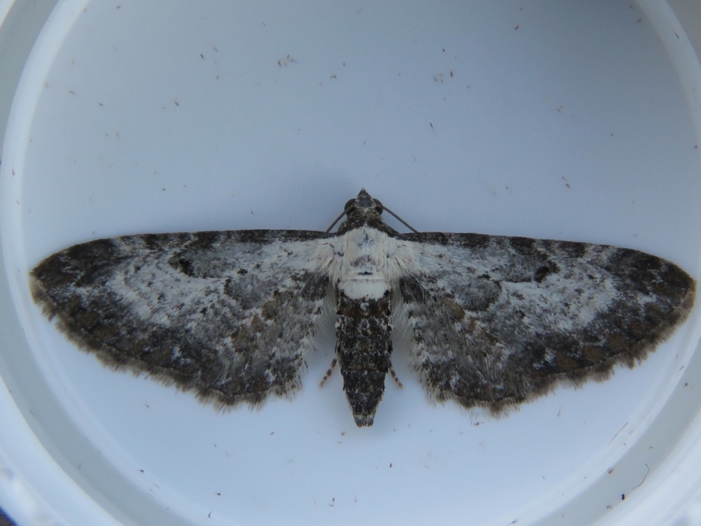 Bordered Pug | NatureSpot