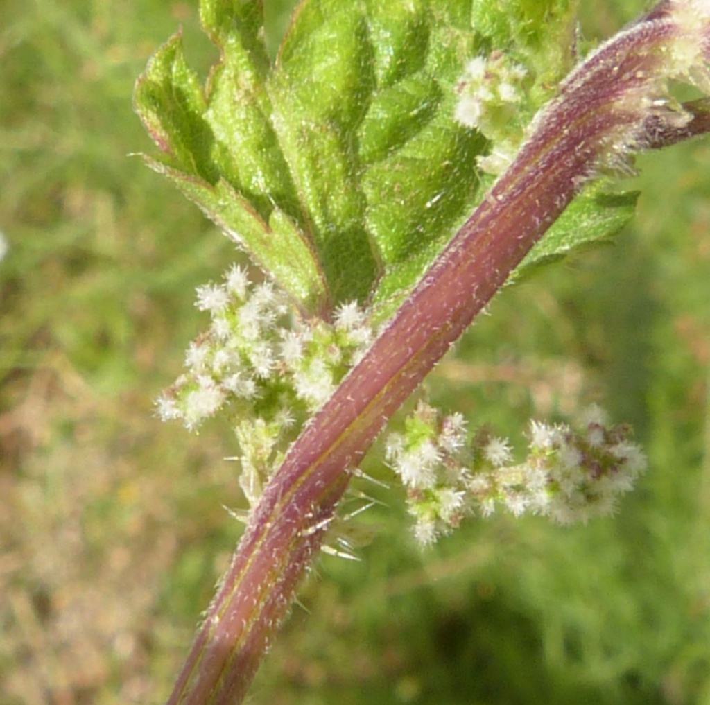 Small Nettle | NatureSpot