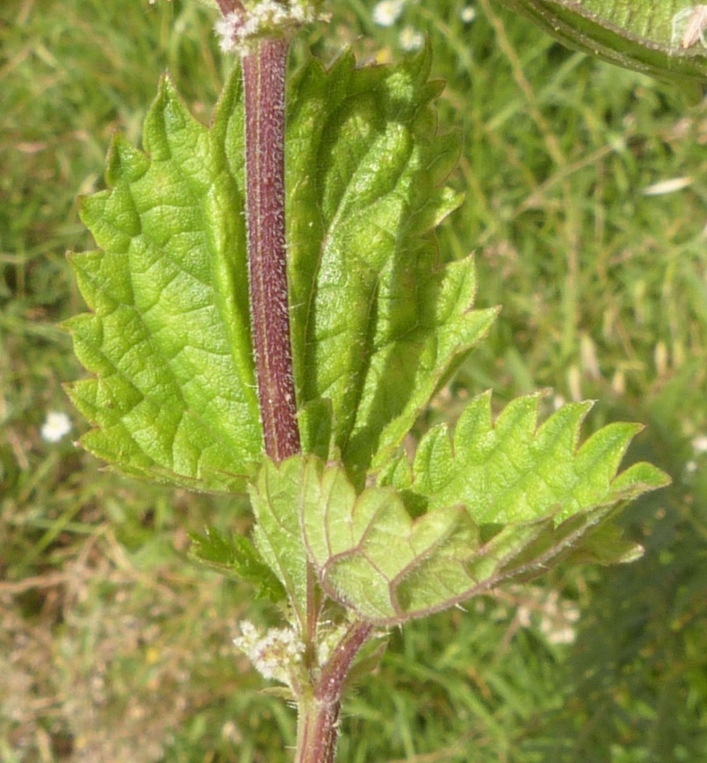 Small Nettle | NatureSpot