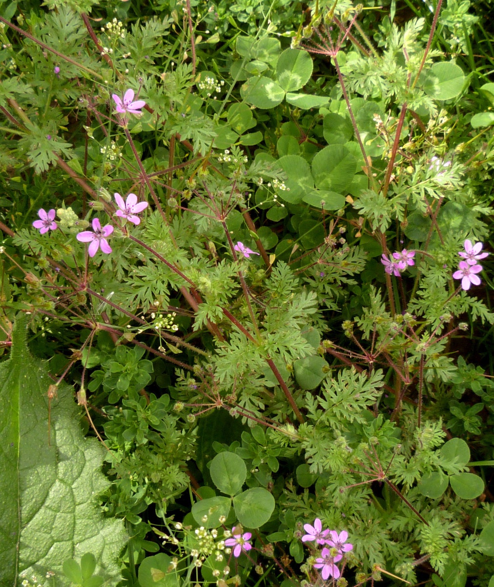Common Stork's-bill | NatureSpot