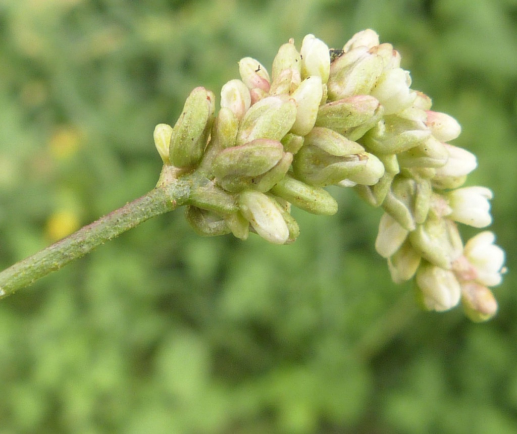 Pale Persicaria | NatureSpot