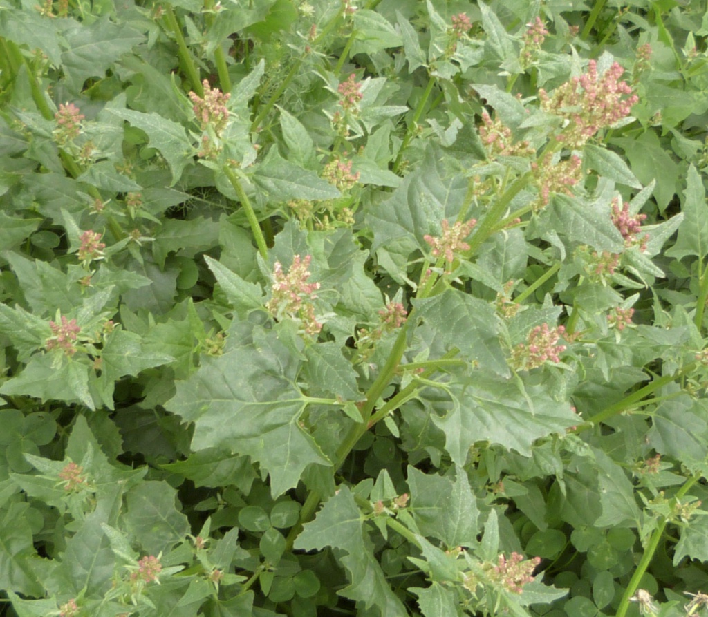 Red Goosefoot | NatureSpot