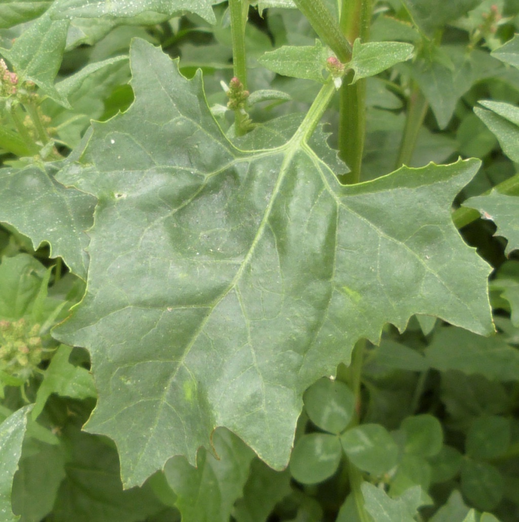 Red Goosefoot | NatureSpot