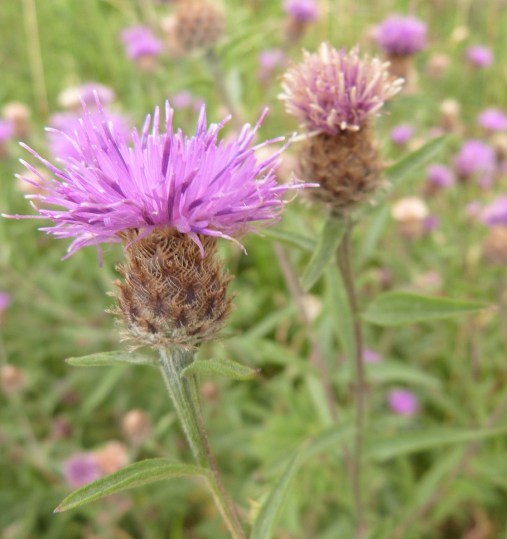Common Knapweed | NatureSpot