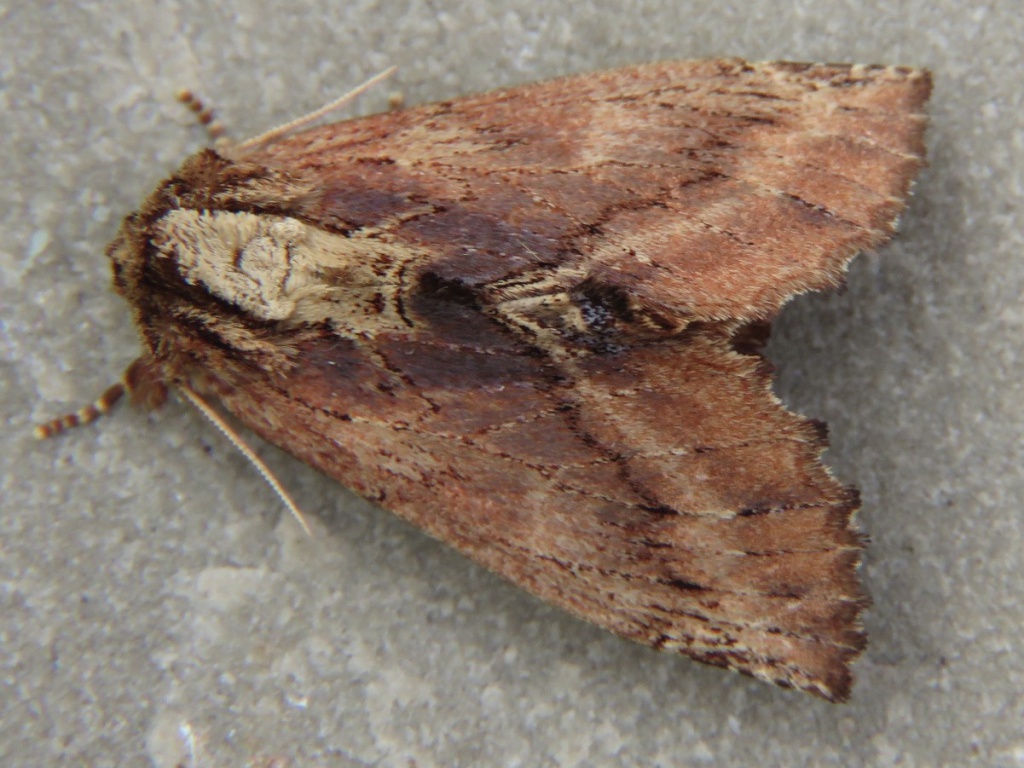 Coxcomb Prominent | NatureSpot