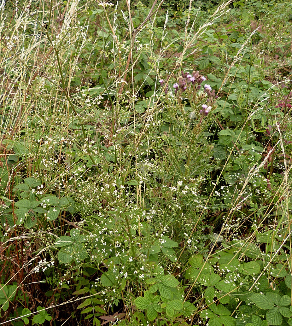 Stone Parsley | NatureSpot
