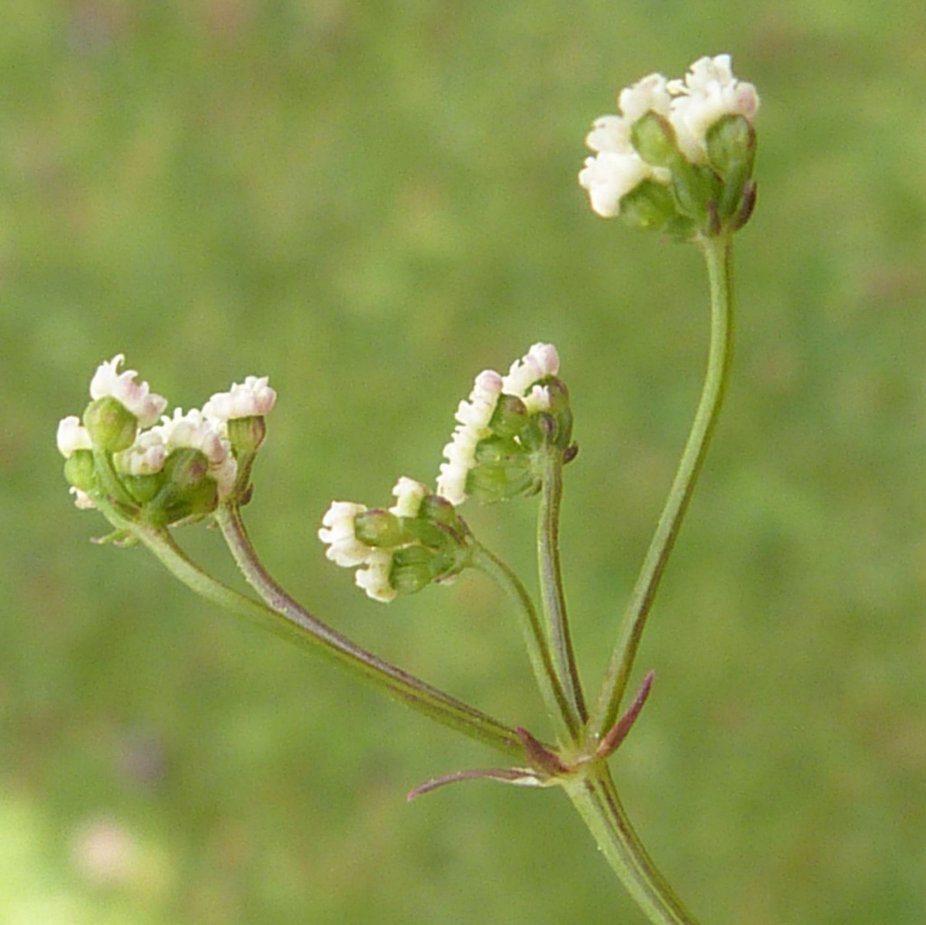 Stone Parsley | NatureSpot