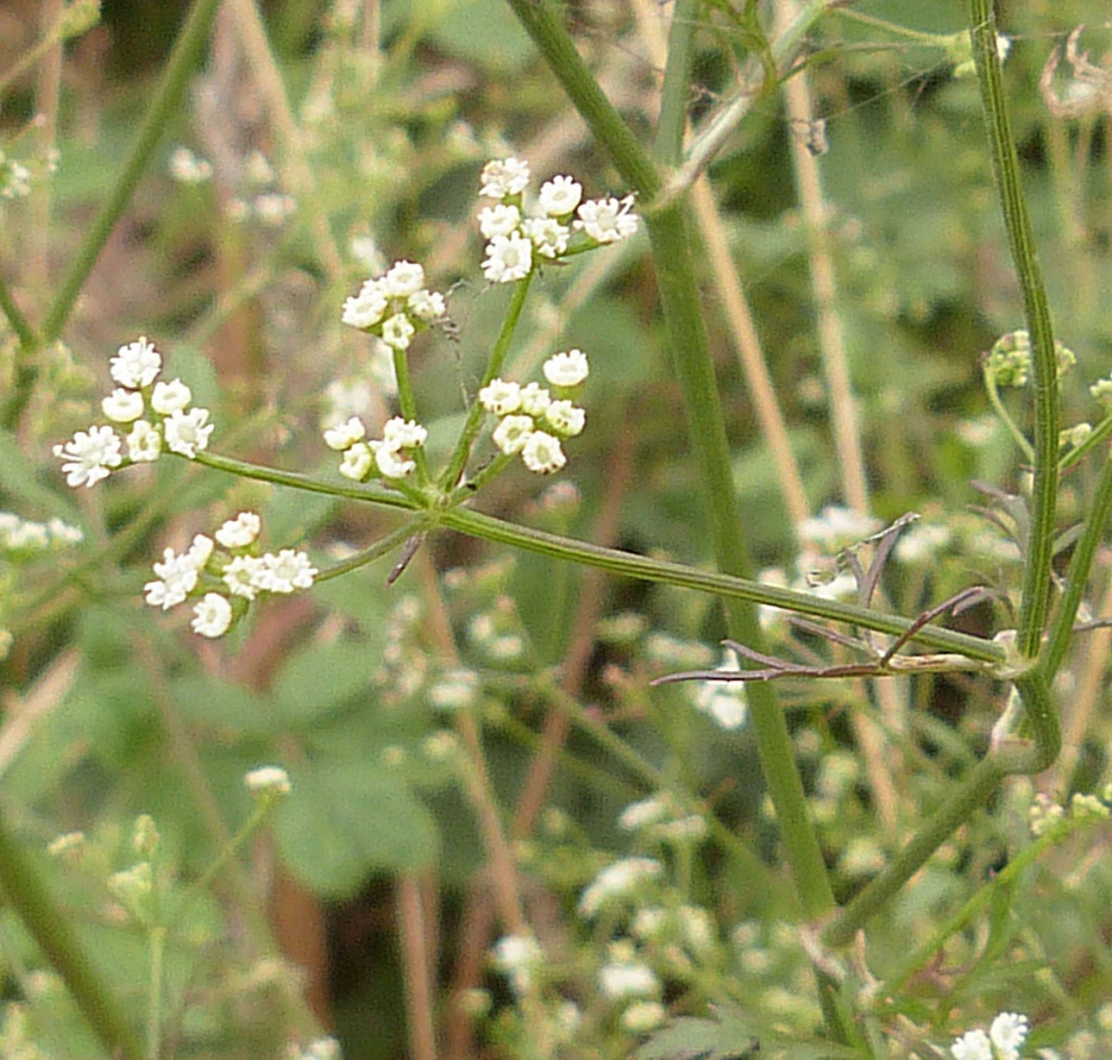 Stone Parsley | NatureSpot