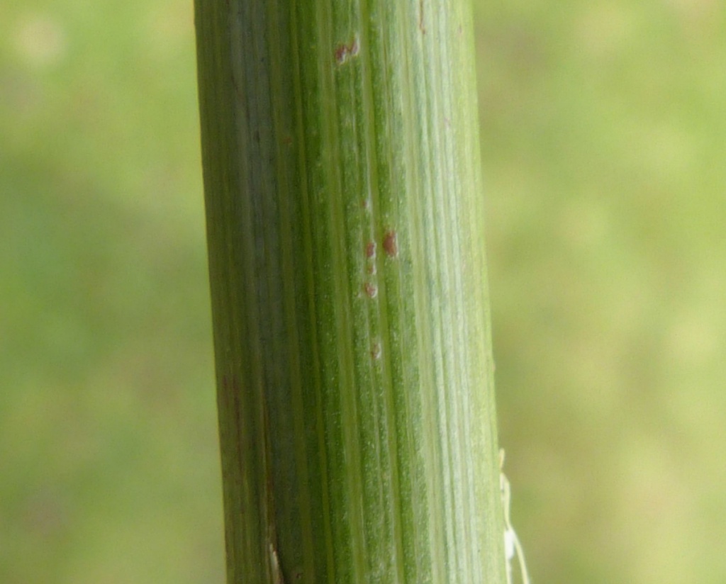Stone Parsley | NatureSpot