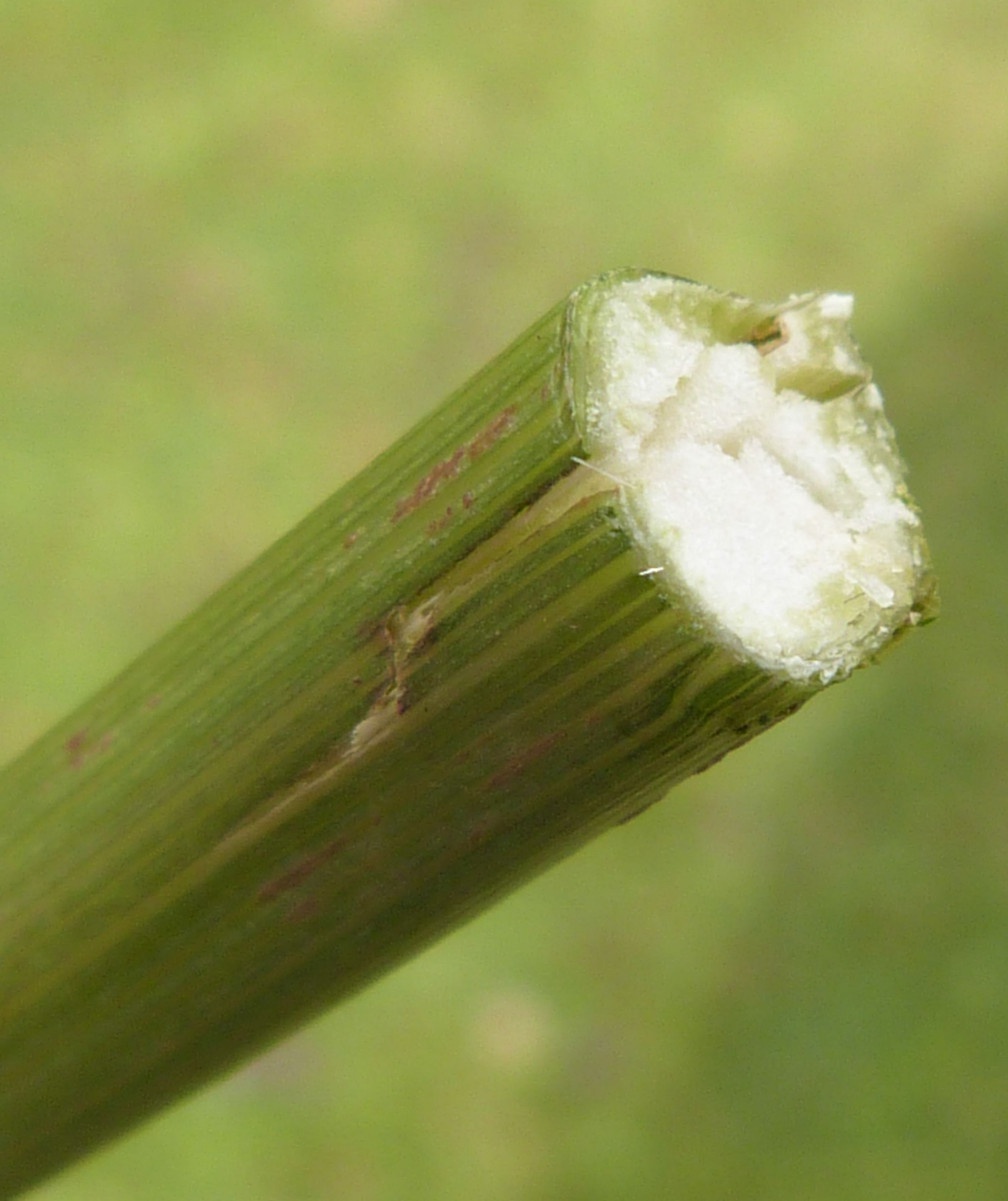 Stone Parsley | NatureSpot