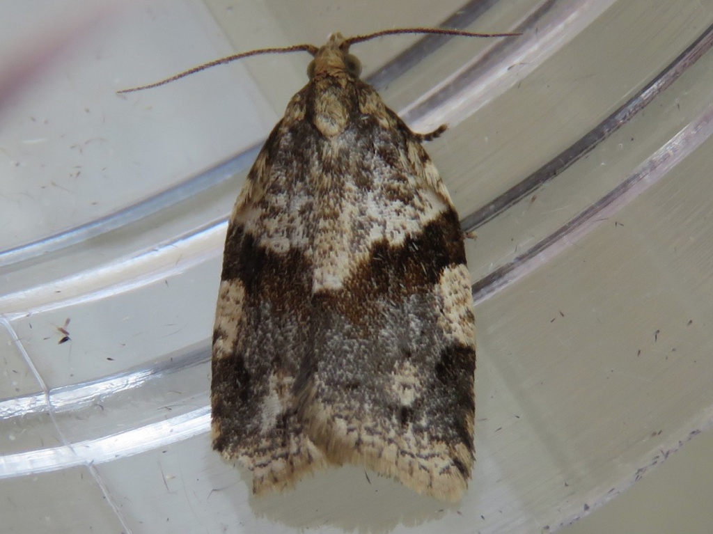 Rhomboid Tortrix | NatureSpot