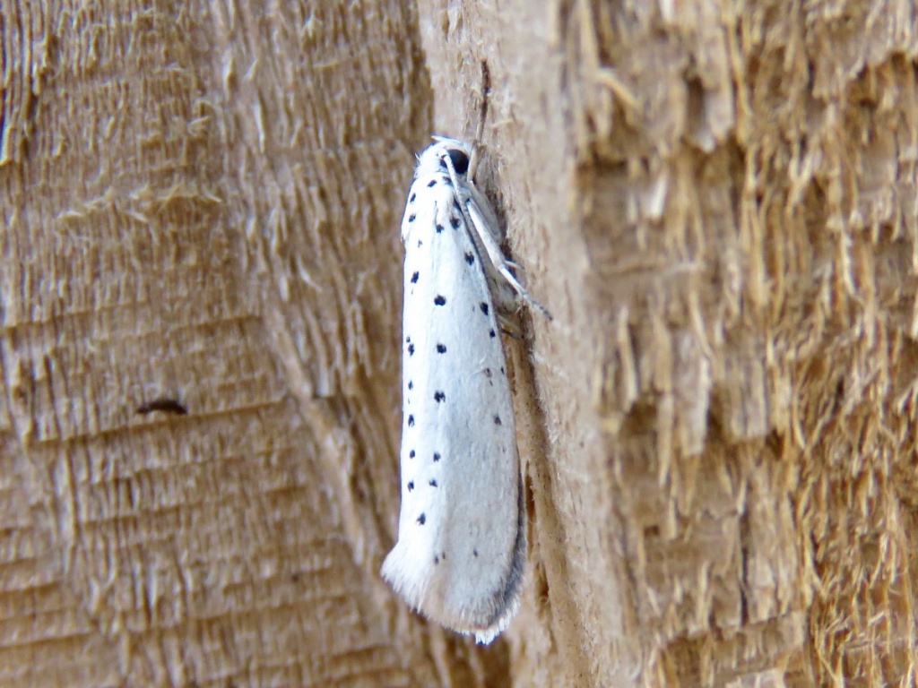 Ermine Moth agg. | NatureSpot