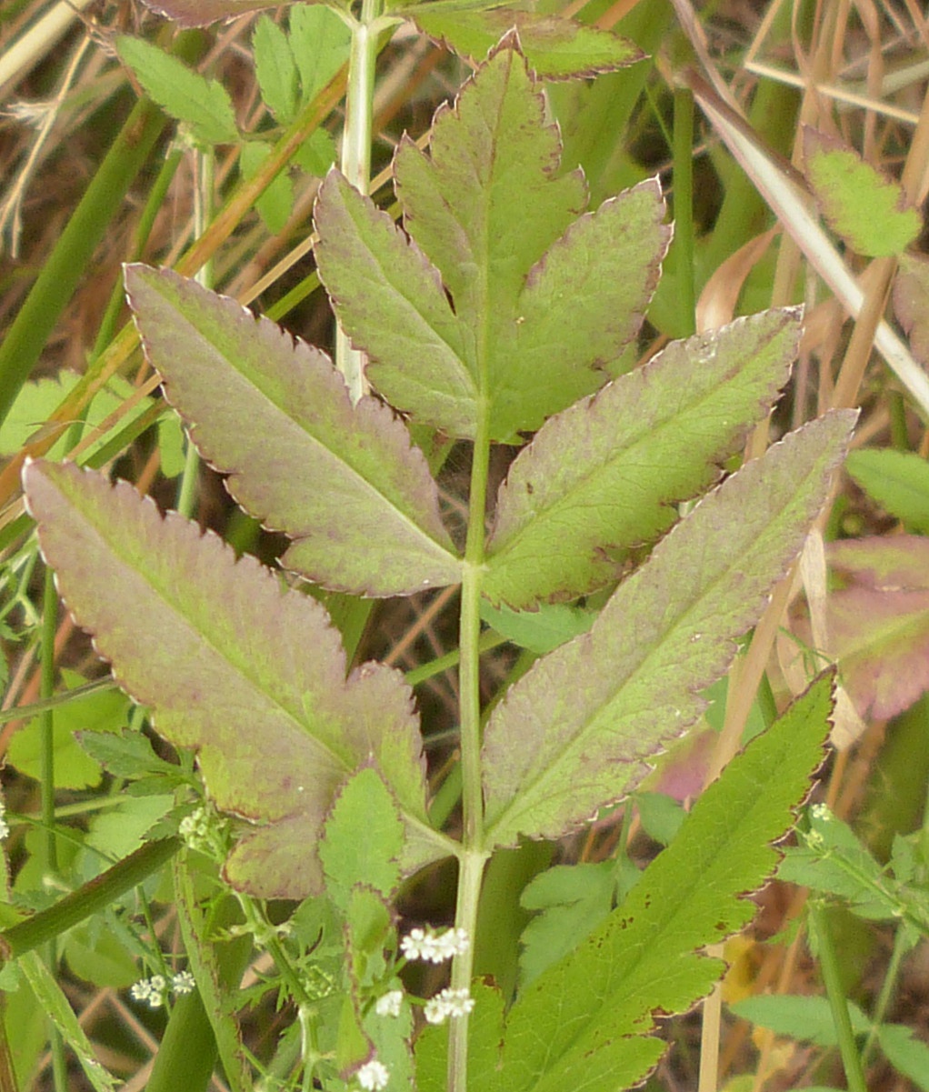 Stone Parsley | NatureSpot