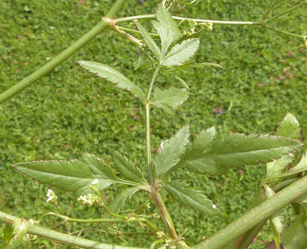 Stone Parsley | NatureSpot