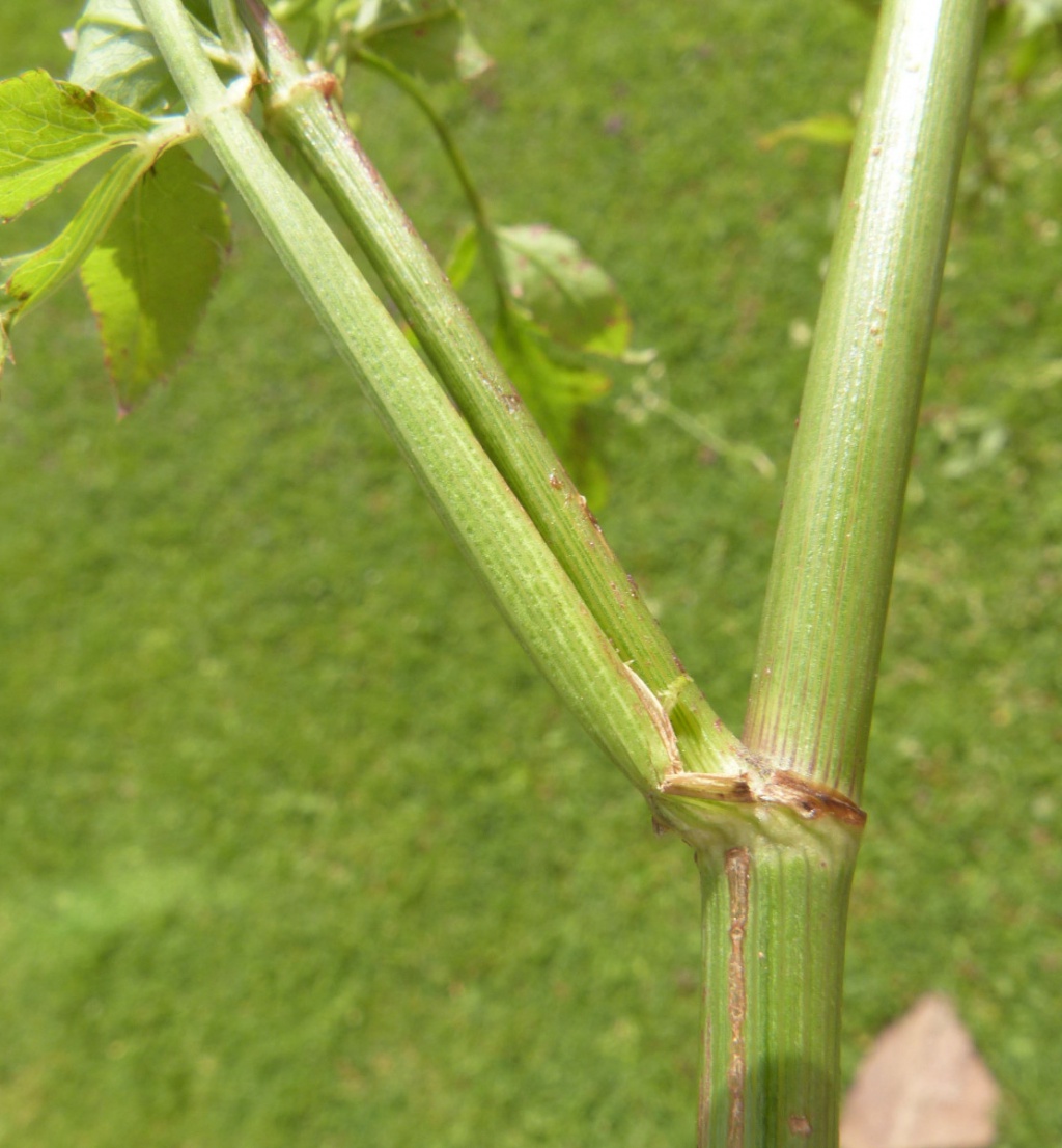 Stone Parsley | NatureSpot
