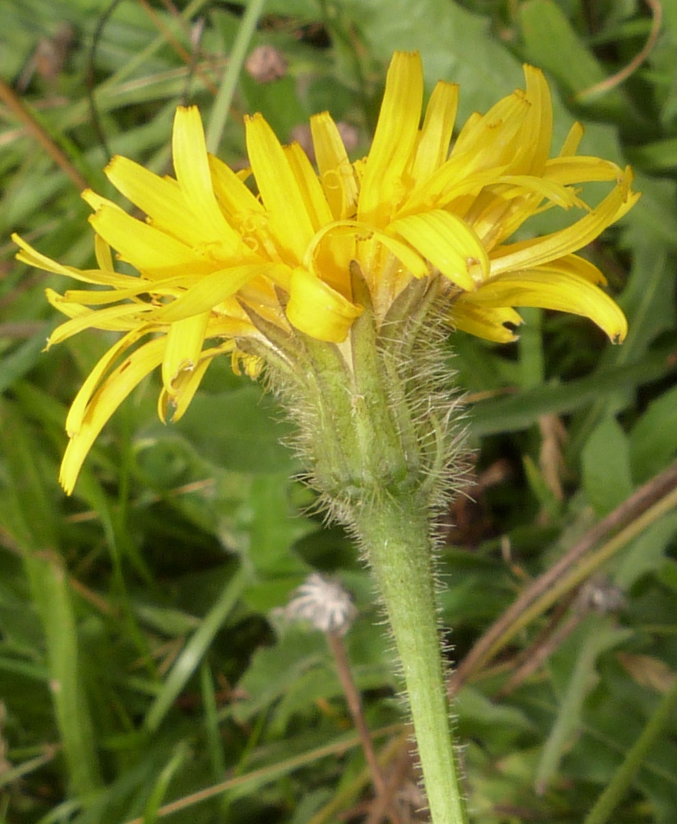 Rough Hawkbit | NatureSpot