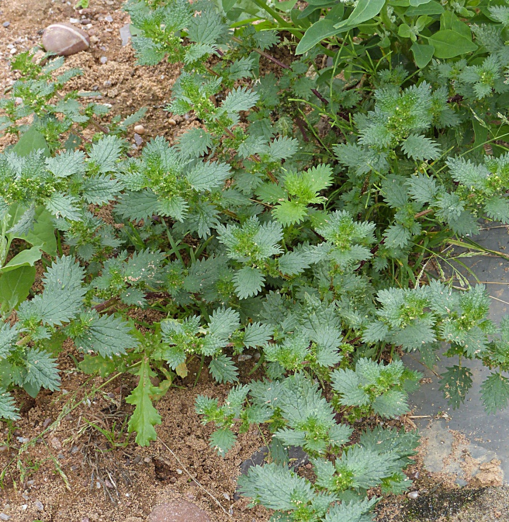 Small Nettle | NatureSpot
