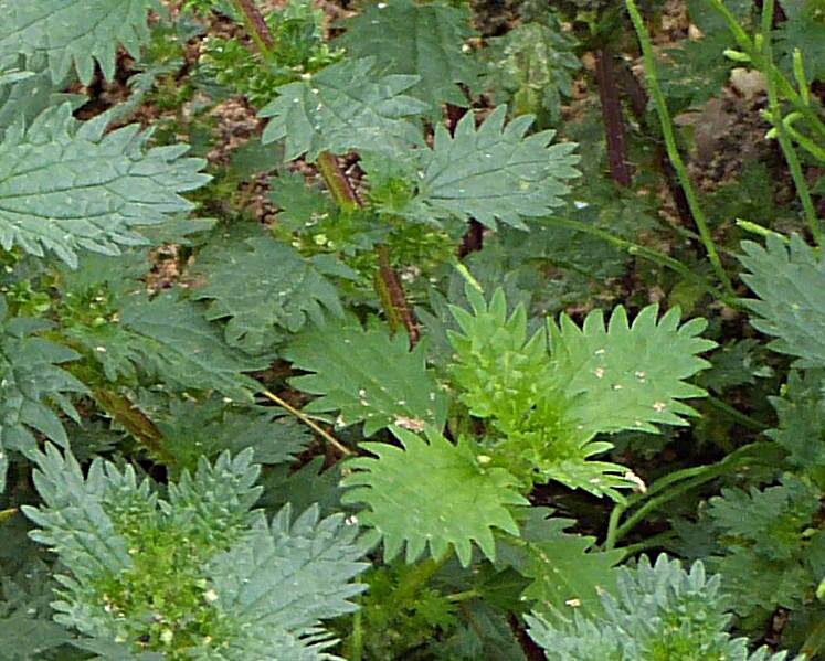Small Nettle | NatureSpot