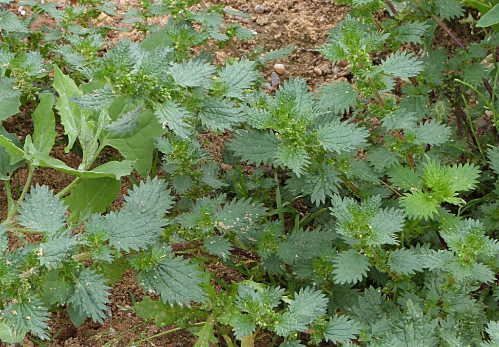 Small Nettle | NatureSpot