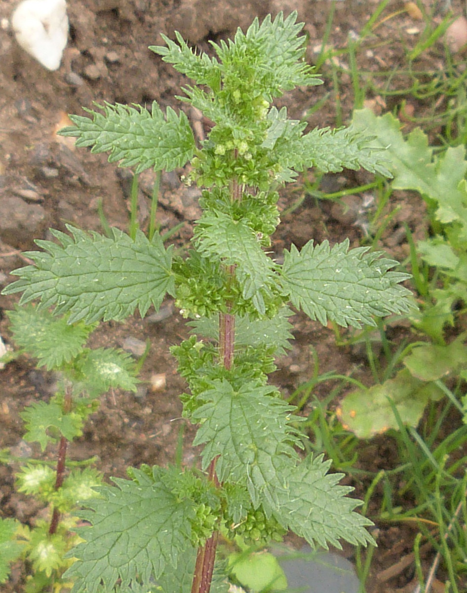 Small Nettle | NatureSpot