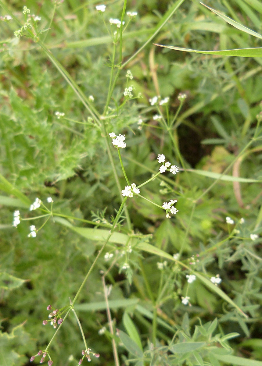 Stone Parsley | NatureSpot