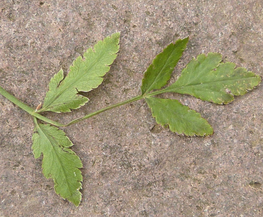 Stone Parsley | NatureSpot