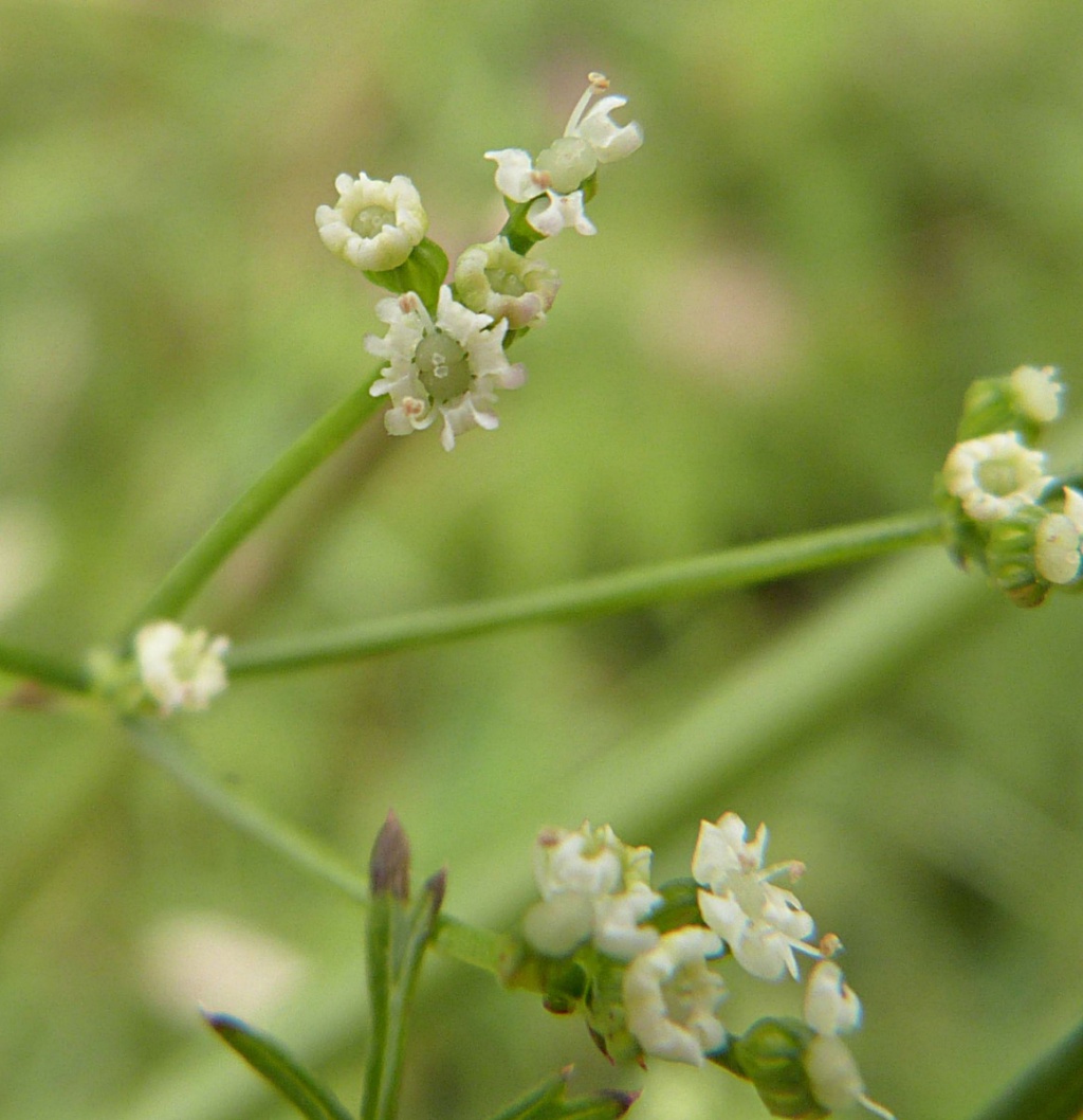 Stone Parsley | NatureSpot