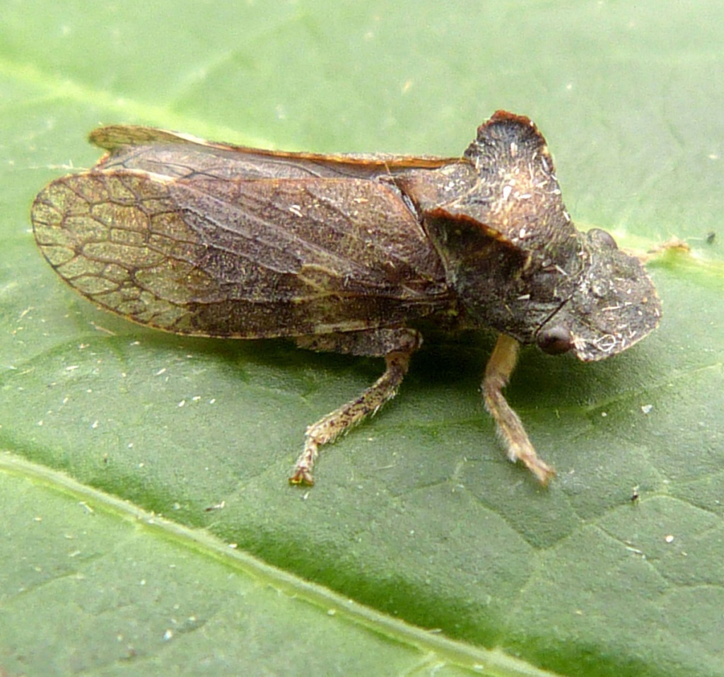 Eared Leafhopper | NatureSpot
