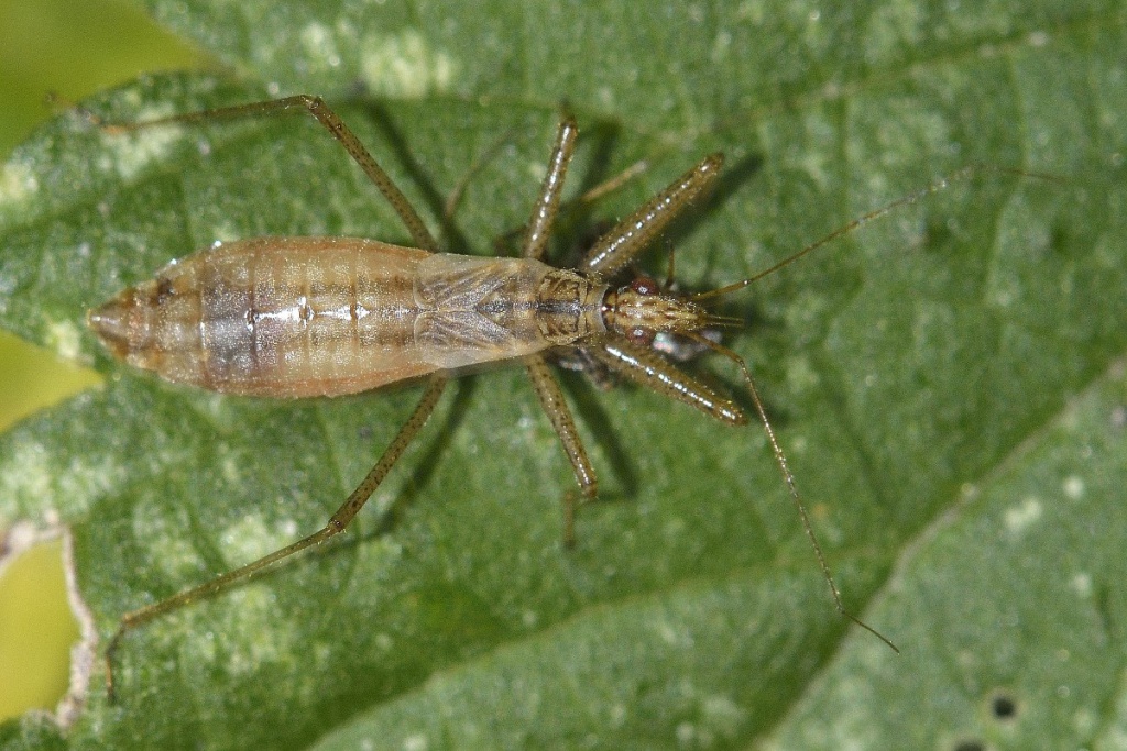 Marsh Damselbug | NatureSpot