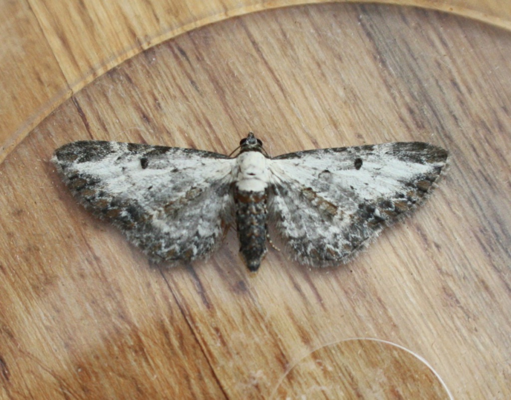 Bordered Pug | NatureSpot