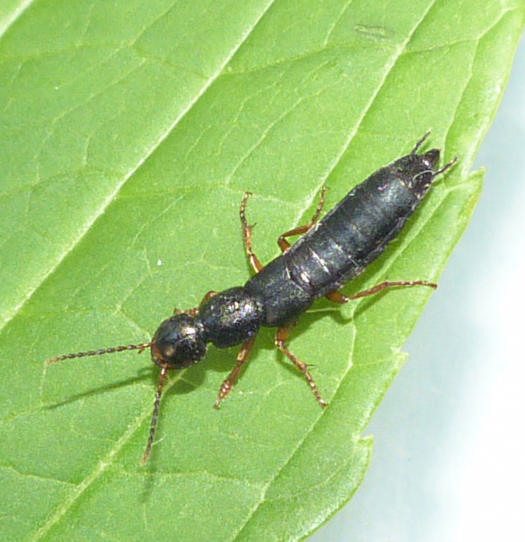 Tasgius morsitans | NatureSpot