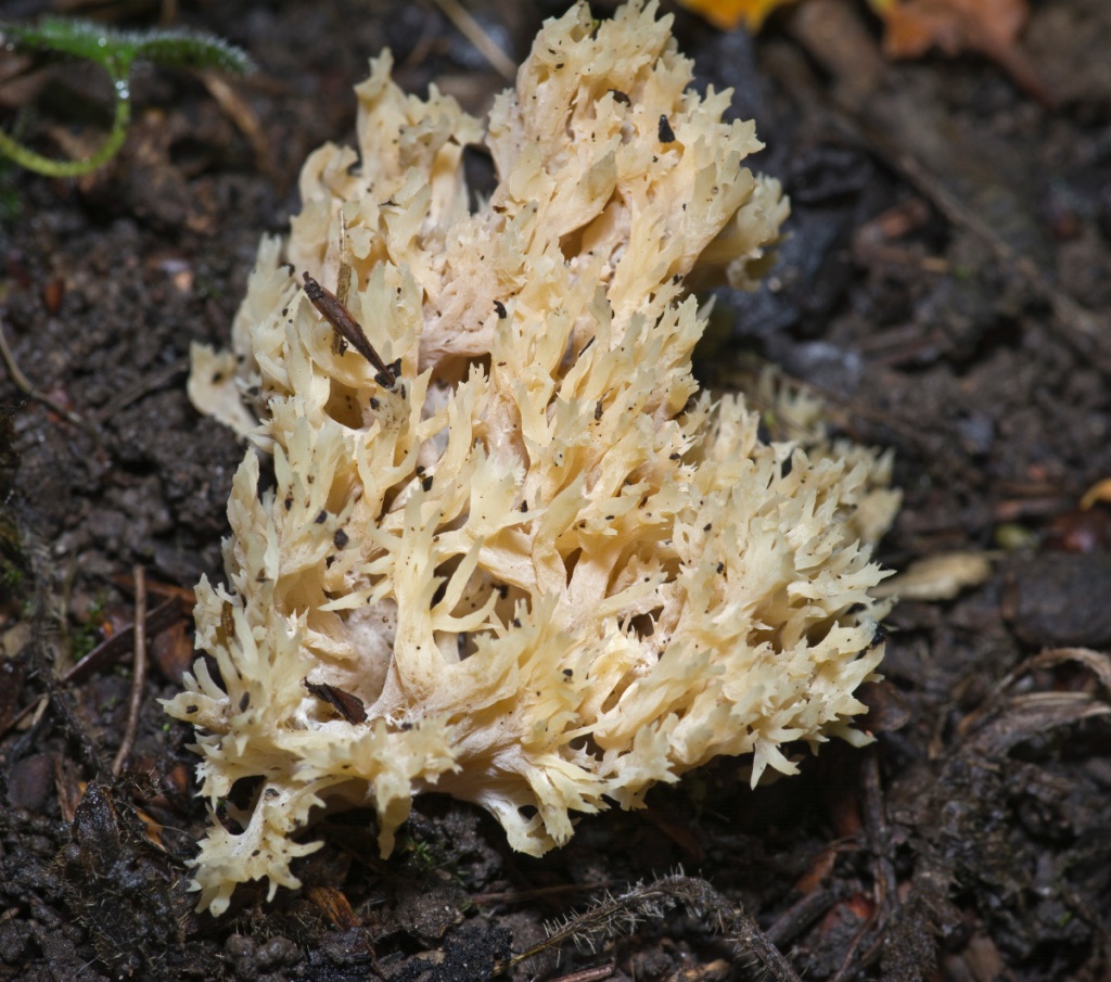 Crested Coral | NatureSpot